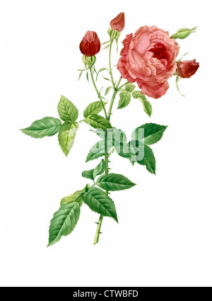 Rosa Indica. Rose flower illustration. Antique Botanical art by Pierre ...