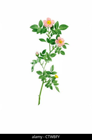 Beautiful Rose Flower illustration. Pink Agatha Rose Stock Photo - Alamy