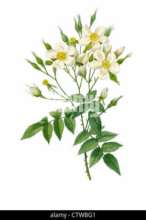 White musk rose, Rosa moschata flore semi-pleno, Rosier Muscade a ...