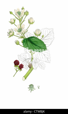 Rubus Suberectus Suberect Bramble Stock Photo - Alamy