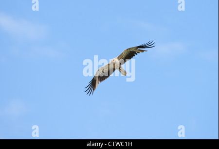 Whistling kite flying in the sky Stock Photo - Alamy
