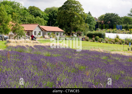 Café and shop at Yorkshire Lavender Terrington York UK Stock Photo - Alamy