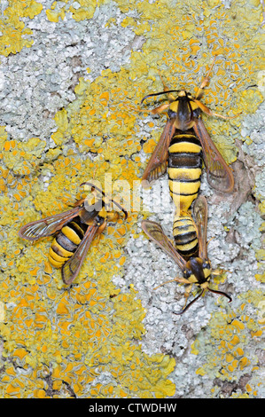 Hornet moths, Sesia apiformis, mating Stock Photo - Alamy