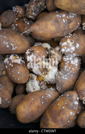 Potato late blight Phytophthora infestans external symptoms and Stock ...