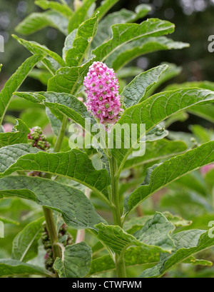Batal, Batalin, Chinese Pokeweed, Duo Yao Shang Lu, Phytolacca ...