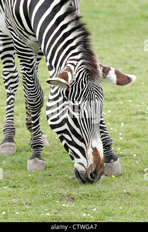 Zebra grazing, Chester Zoo Stock Photo - Alamy