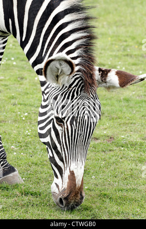 Zebra grazing, Chester Zoo Stock Photo - Alamy