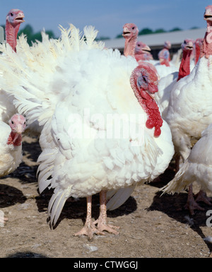 flock of domestic white tom turkeys Stock Photo - Alamy