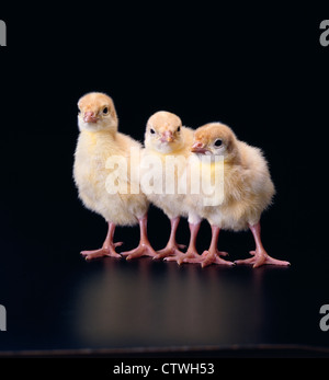 Turkey poults, baby turkeys, newly hatched getting their bearings and ...