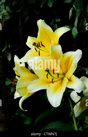 Tree lily 'yellow rocket' Stock Photo - Alamy
