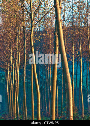 Copse of young Poplar trees - France Stock Photo - Alamy