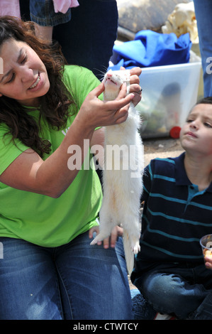 Ferret and handler Stock Photo - Alamy