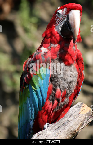 Red-and-green macaw (Ara chloroptera), animal portrait, captive, Hesse ...