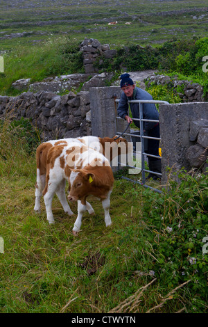 portrait of a farmer with cows Stock Photo - Alamy