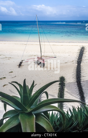 Sea grass and thorny beach vegetation - Image taken at Malia, Crete ...