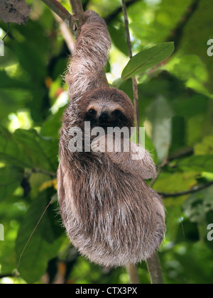 A three-toed sloth hanging from a tree branch in a rain forest in ...