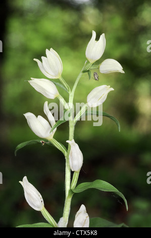 White Helleborine, Cephalanthera damasonium, Orchidaceae Stock Photo ...