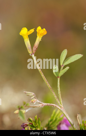 ORANGE BIRD’S-FOOT Ornithopus pinnatus Stock Photo - Alamy