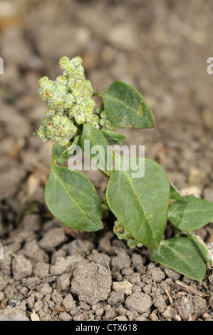 stinking goosefoot, chenopodium vulvaria Stock Photo - Alamy
