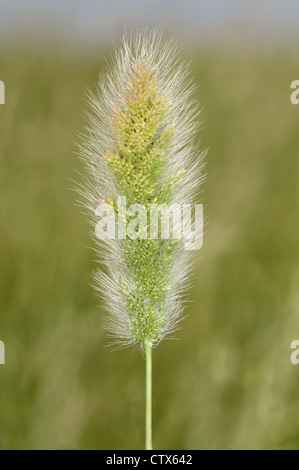 Polypogon monspeliensis annual beard-grass rabbitsfoot grass panicle ...
