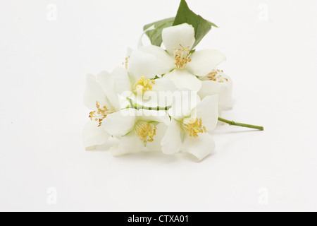 White wild rose flowers on green foliage, soft motion blur, abstract ...