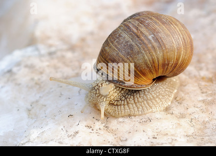 Closeup shot of a snail on the stone Stock Photo - Alamy