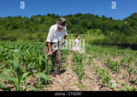Family of rural workers weeding on the corn field with the forest in ...