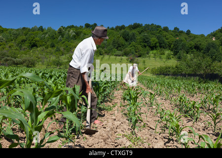 Family of rural workers weeding on the corn field with the forest in ...