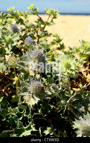 Sea Holly Loe Bar Cornwall UK Stock Photo - Alamy