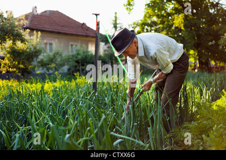Hoeing onions in the garden Stock Photo - Alamy