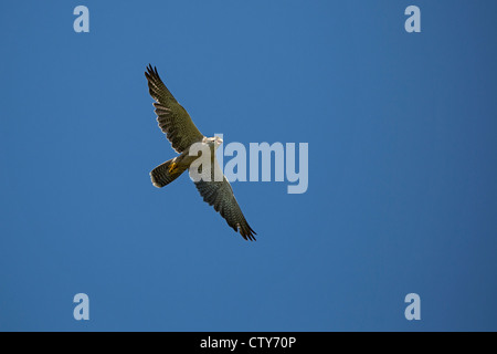 Lanner Falcon in flight Stock Photo - Alamy