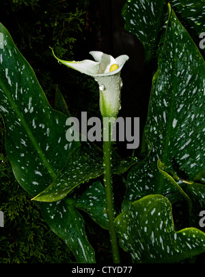 Calla lily with variegated foliage with raindrops , Arum lily, Varkoor ...