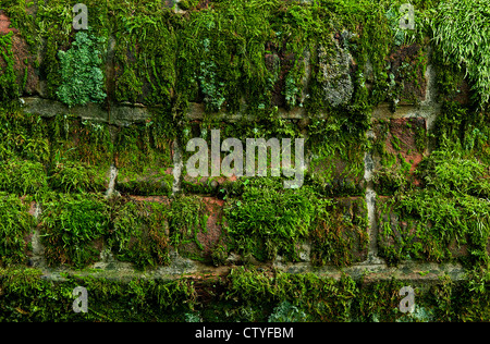 Brick wall covered with green moss. Old brick wall is wet and covered ...