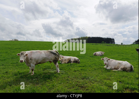 Cattle in the Ardennes near Hachiville, Luxembourg Stock Photo - Alamy