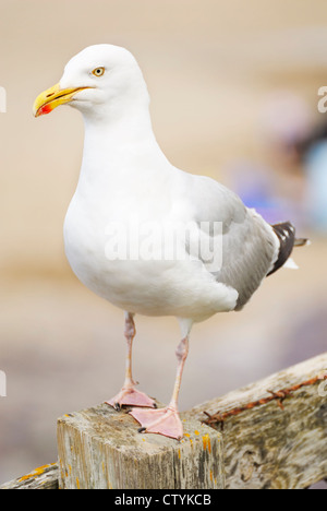A closeup of a seagull perched on a fence at the shore Stock Photo - Alamy