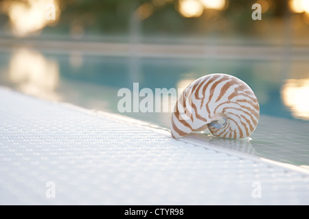 Shell on swimming pool edge Stock Photo - Alamy