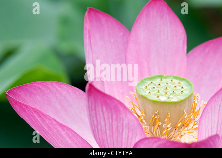 Lotus flowers are in full bloom at Mochou Lake Park in Nanjing, east ...