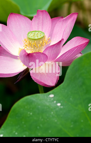 Lotus flowers are in full bloom at Mochou Lake Park in Nanjing, east ...
