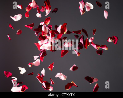 red rose with falling petals Stock Photo - Alamy