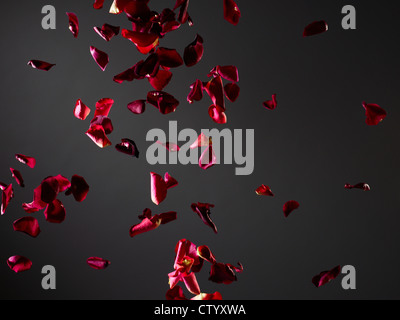 Colorful flower petals flying in air Stock Photo - Alamy