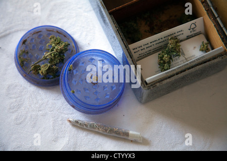 Rolled marijuana joint on the cannabis plant Stock Photo - Alamy