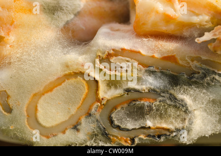 Mouldy pasta lunch box school meal forgotten penicillin growth ...