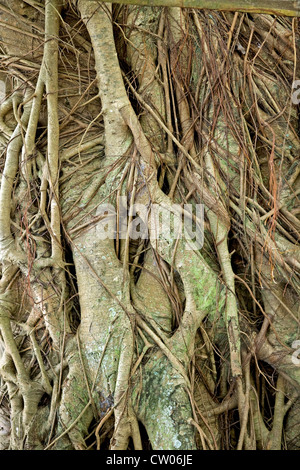 Aerial roots of banyan / ficus tree Stock Photo - Alamy