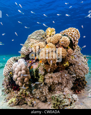 Coral reef scene, Nuweiba, Sinai, Egypt, Red Sea, Indian Ocean Stock ...