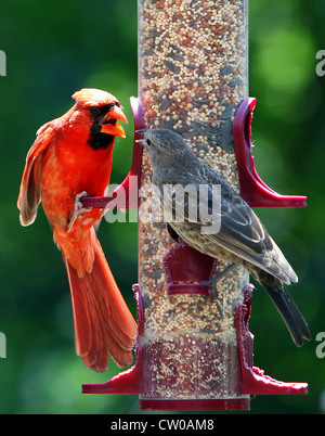 Birds arguing on a bird feeder Stock Photo - Alamy
