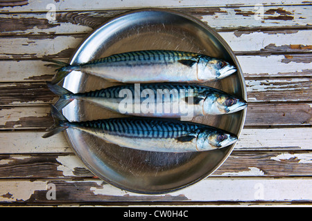 Close-up of Mackerel fish scales showing detail and pattern Stock Photo ...