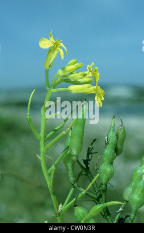 Wild Radish (Raphanus raphanistrum), pods, North Rhine-Westphalia ...