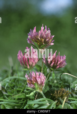 Red Clover (Trifolium pratense Stock Photo - Alamy