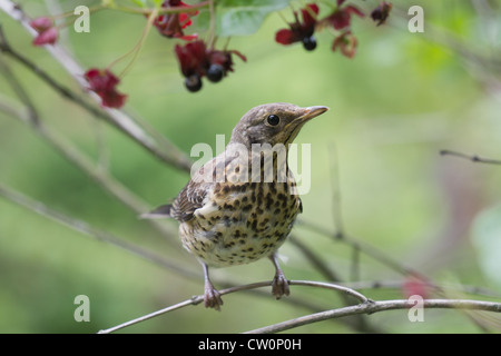 Fieldfare chick , fledgling Stock Photo - Alamy