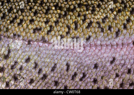 Rainbow Trout Skin Stock Photo - Alamy
